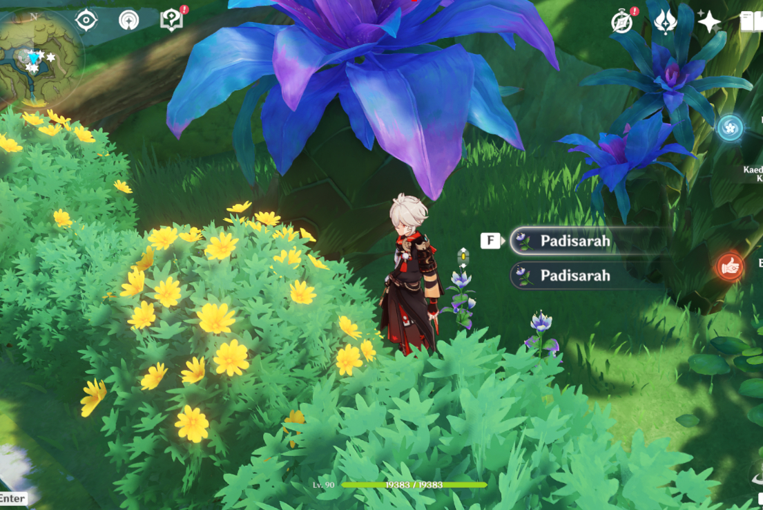 Genshin Impact | Padisarah Location & Farm Routes - GameWith